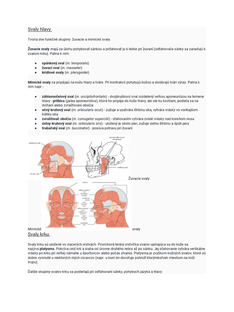 Svaly Hlavy | PDF