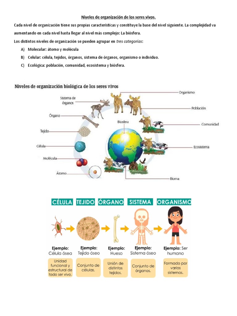 Niveles de Organización de los Seres Vivos | PDF | Organismos ...