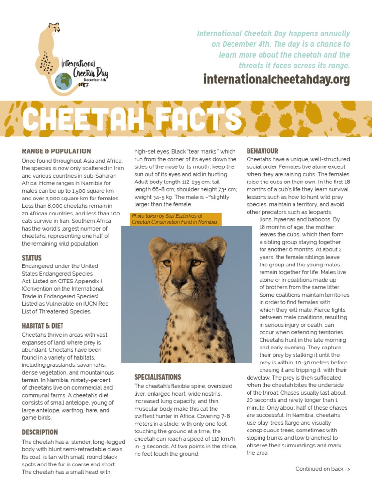 Icd Fact Sheet Cheetah Facts Pdf Lion Predation