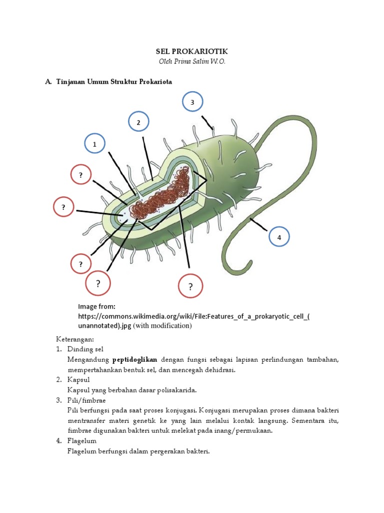 Struktur Sel Prokariotik | PDF
