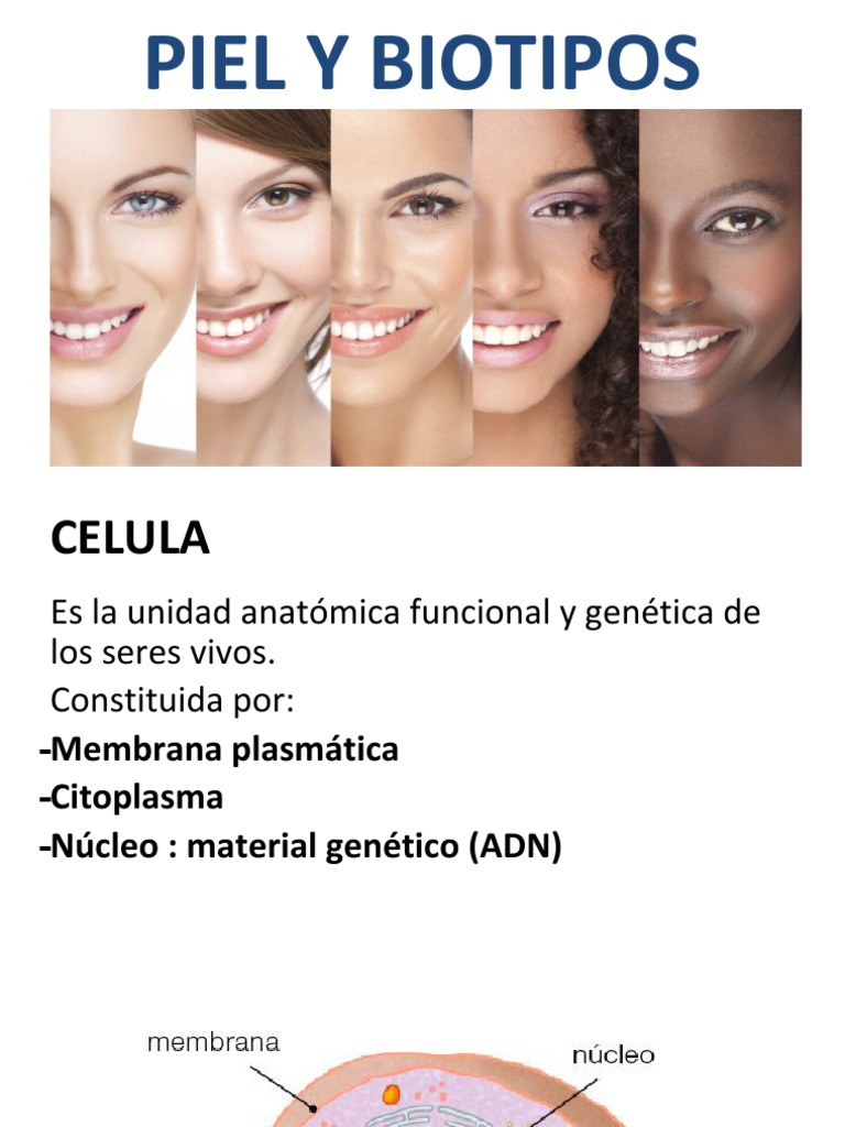 biotipos y tipos de piel | PDF | Citoplasma | Piel