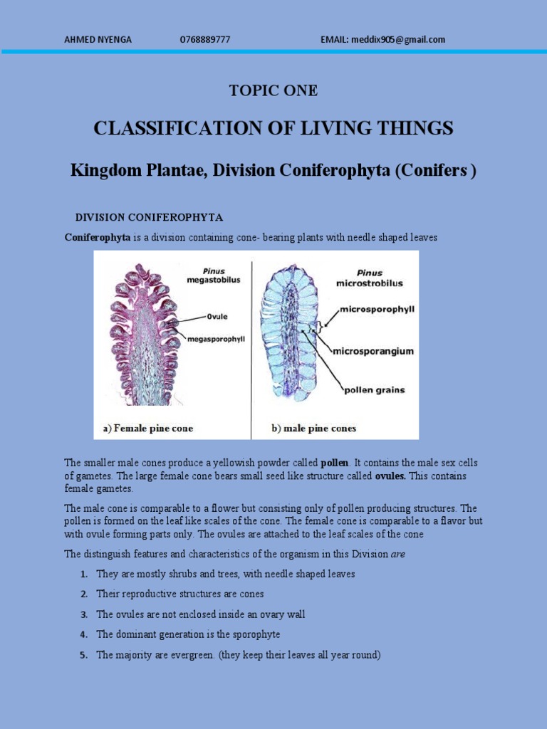Biology 3 | PDF | Skeleton | Ear