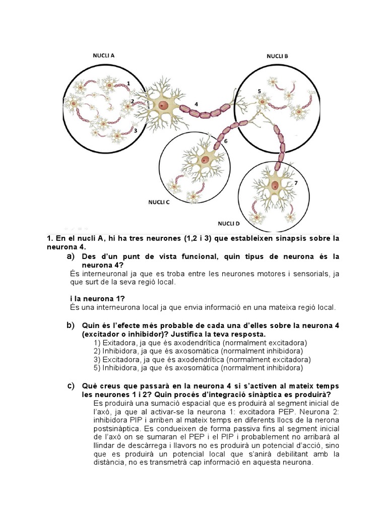 PROTOCOL PRÀCTICA SINAPSIS | PDF