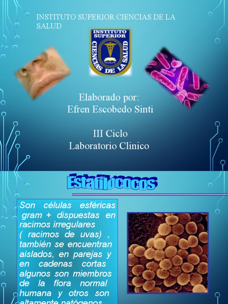 Estafilococos | PDF | Staphylococcus Aureus | Estafilococo