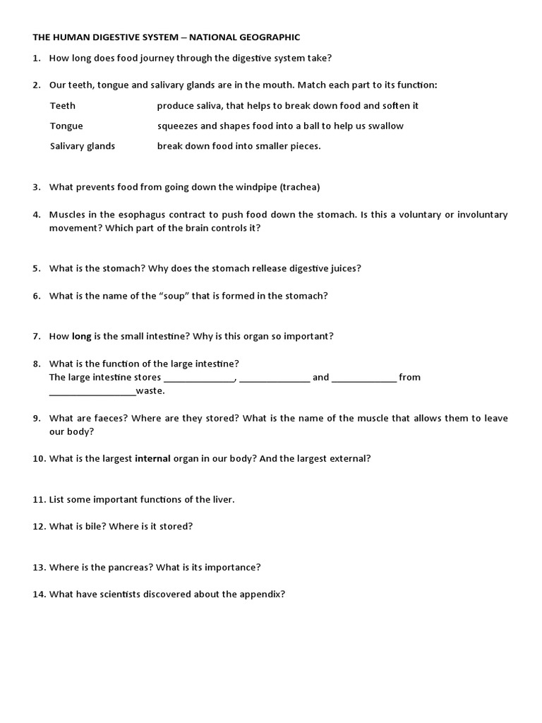 The Human Digestive System | PDF