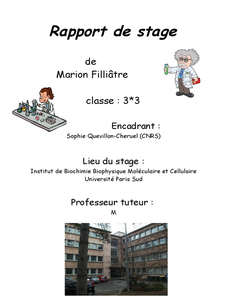 Rapport de Stage PDF | PDF