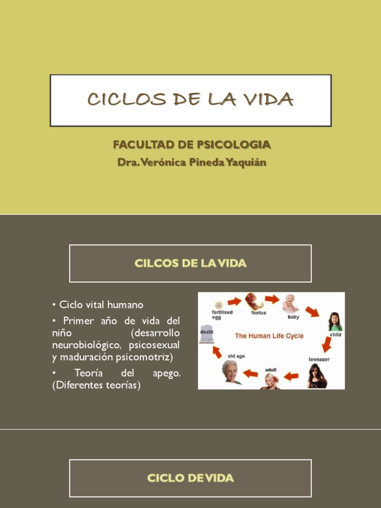 Ciclos de La Vida | PDF | Adultos | Vejez