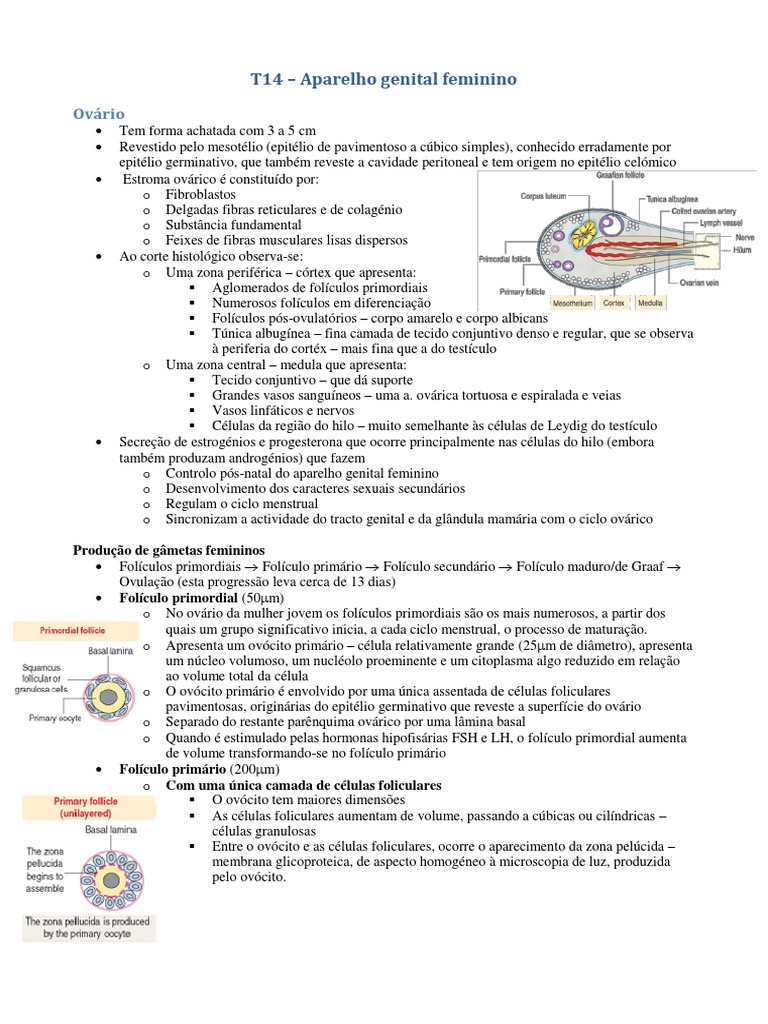 T14 Aparelho Genital Feminino | PDF | Ovário | Epitélio