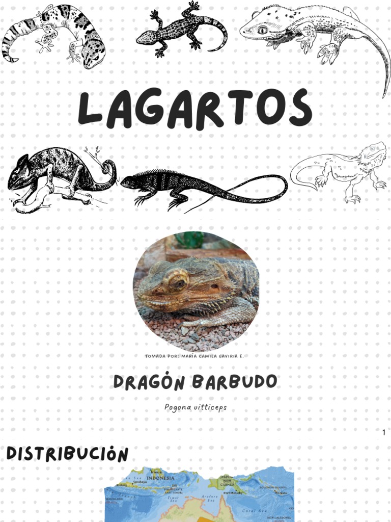 Lagartos | PDF | Taxa | Organismos