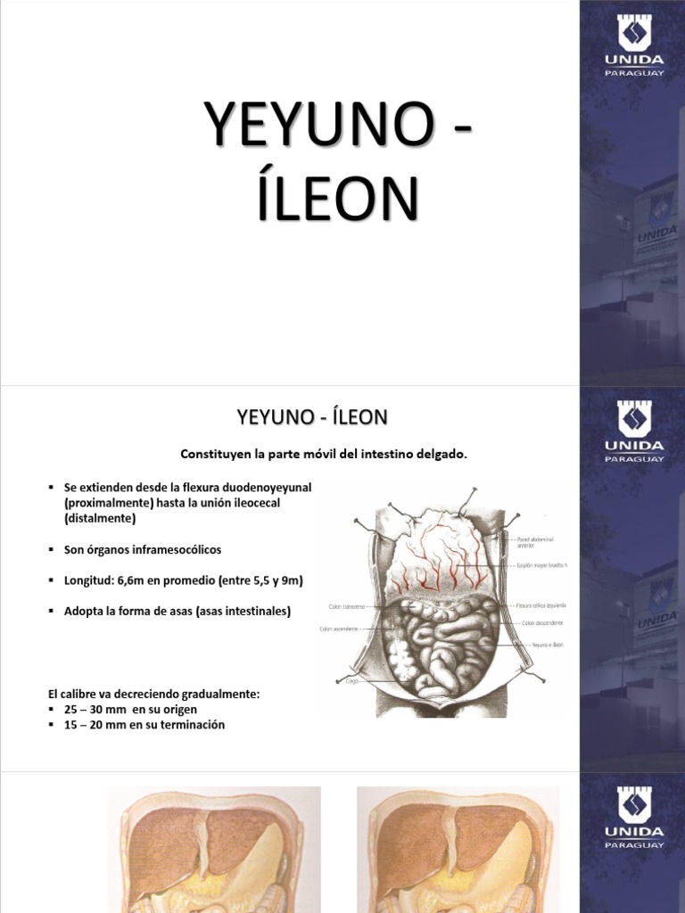 Anatomía del Yeyuno e Íleon en Detalle | PDF | Abdomen | Intestino delgado