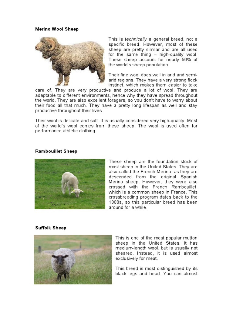 Different Kinds of Sheep | PDF