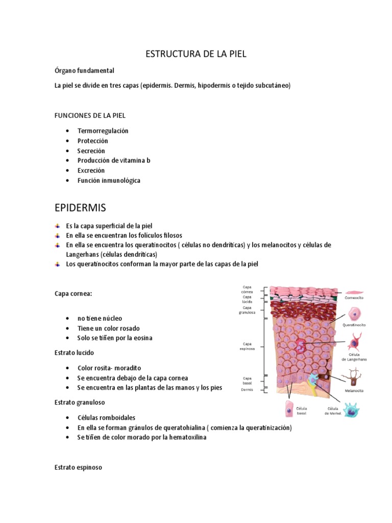 Estructura de La Piel | PDF | Piel | Epidermis
