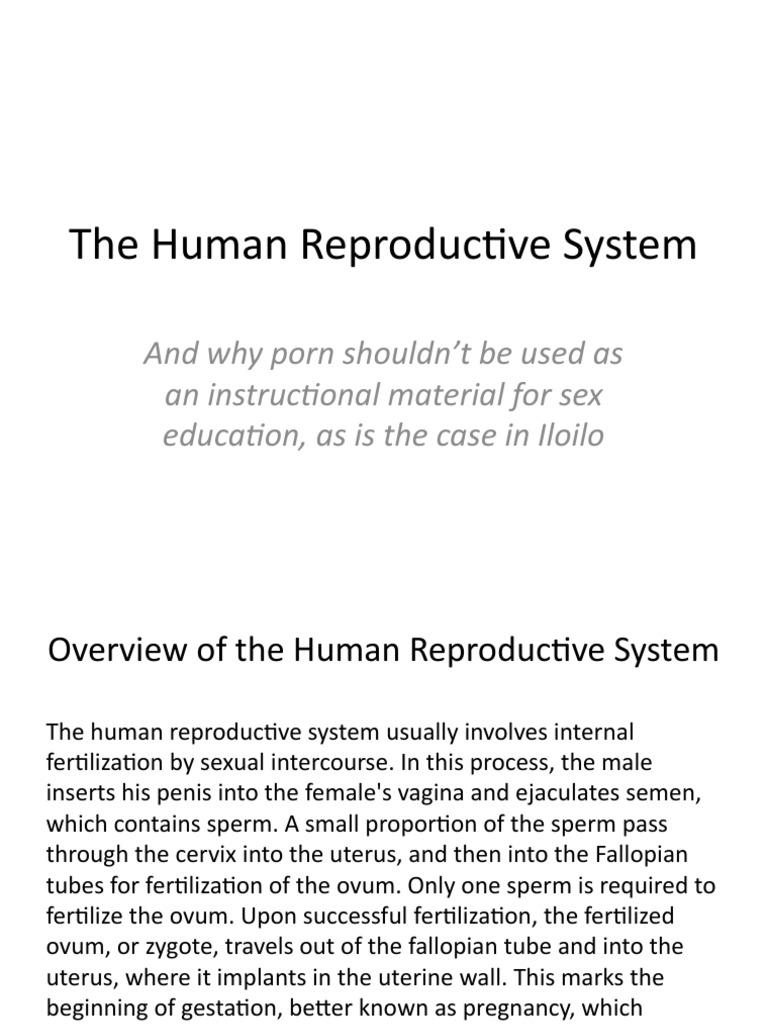 The Human Reproductive System Final | PDF | Uterus | Reproductive System