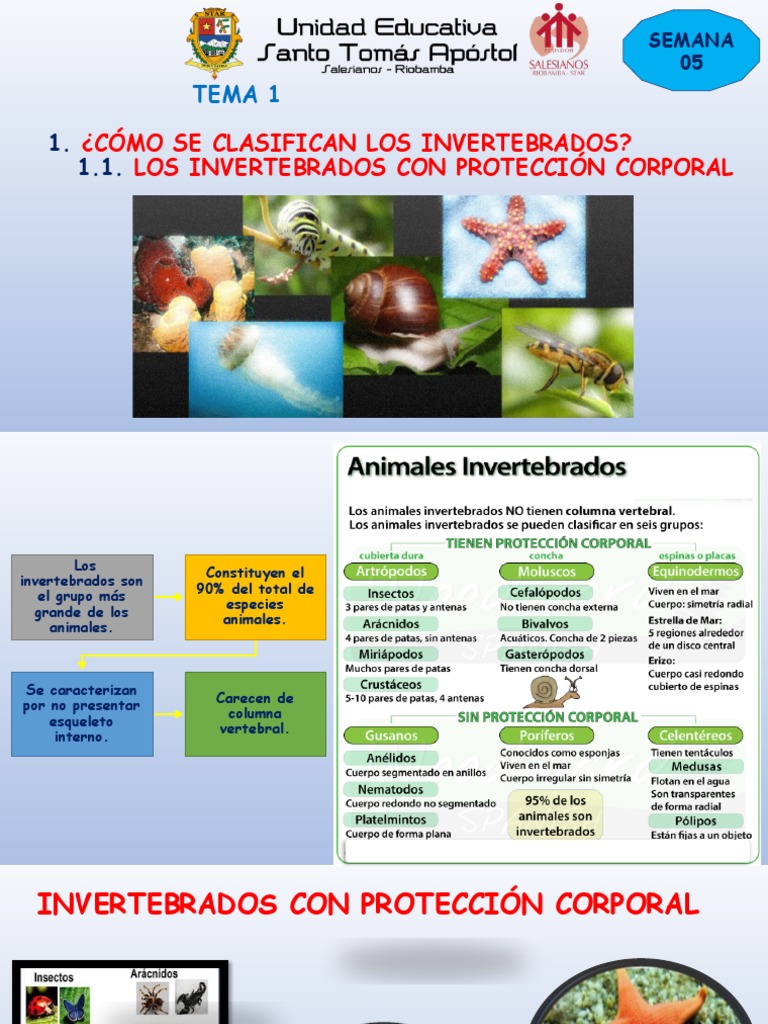 5 Semana Materia Los Invertebrados | PDF | Insectos | Moluscos