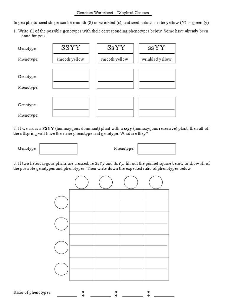 Dihybrid Crosses Genetics Worksheet | PDF | Language Arts & Discipline
