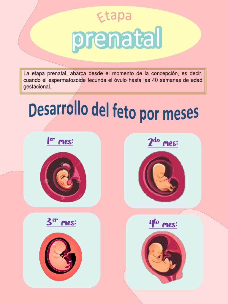 Etapa Prenatal | PDF