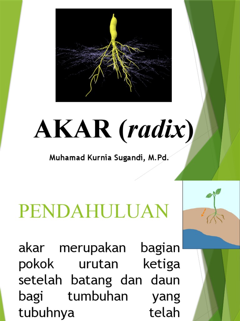 AKAR (Radix) | PDF | Sains & Matematika