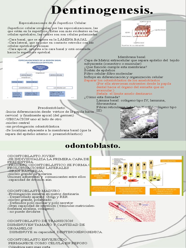 DENTINOGENESIS | PDF | Epitelio | La matriz extracelular