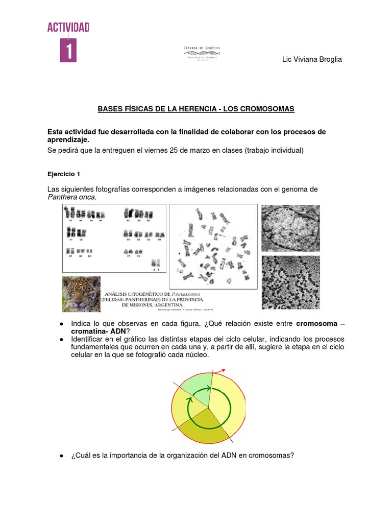 Actividad 1 Los Cromosomas | PDF | Cromosoma | Ciencias de la vida