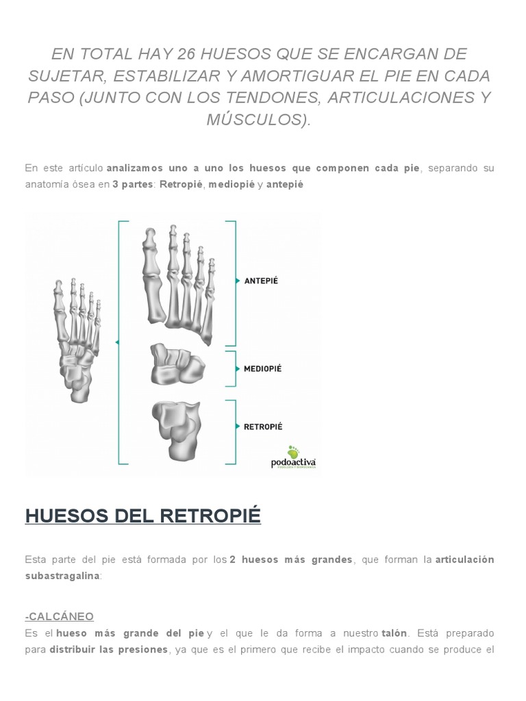 EN TOTAL HAY 26 HUESOS QUE SE ENCARGAN DE SUJETAR.docx | PDF | Pie | Sistema musculoesquelético