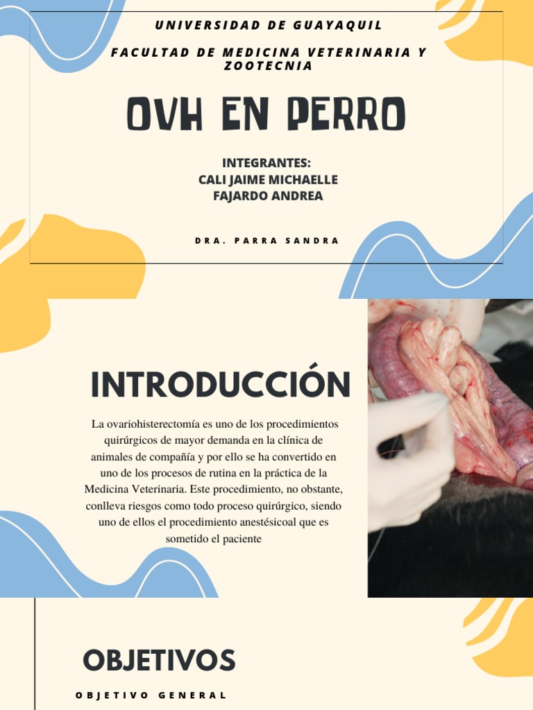OVH en Perros - Trabajo Grupal | PDF | Anestesia | Medicina CLINICA