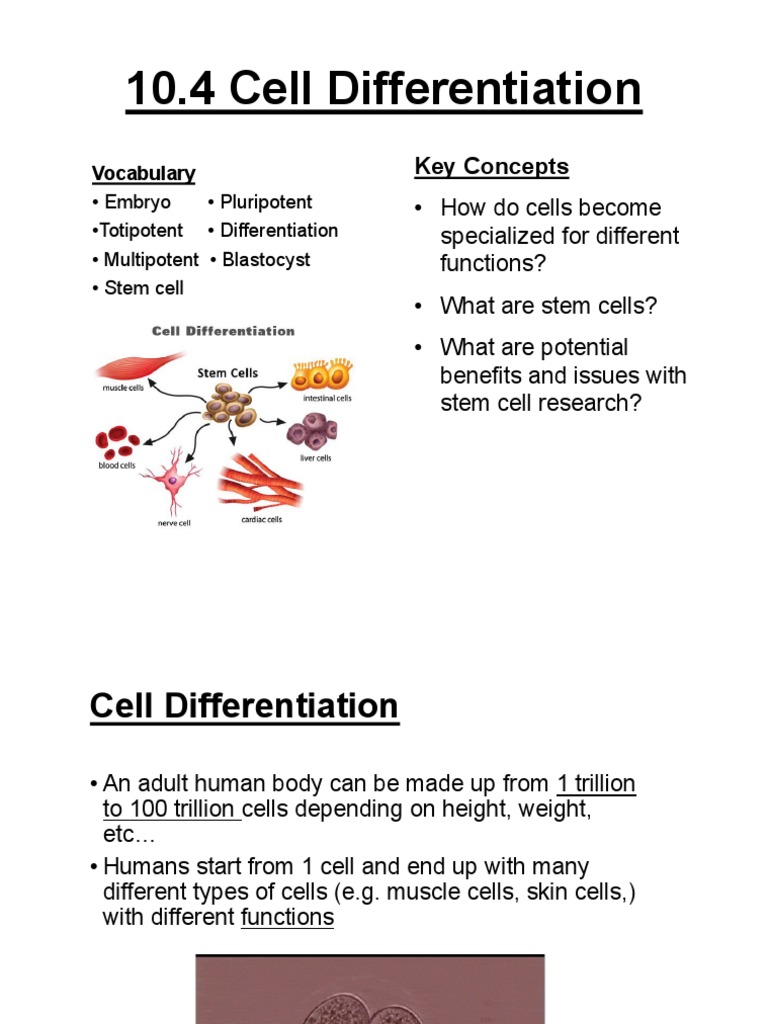 NOTES - 10.4 Cell Differentiation | PDF | Cell Potency | Stem Cell