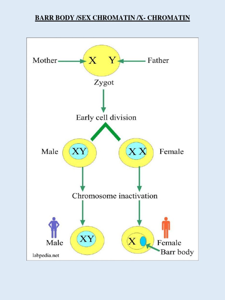 Z (H) - II-Cell Biology-BARR BODY | PDF | Staining | Cell Nucleus