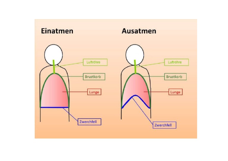 Atemmechanik Einfach Bild | PDF