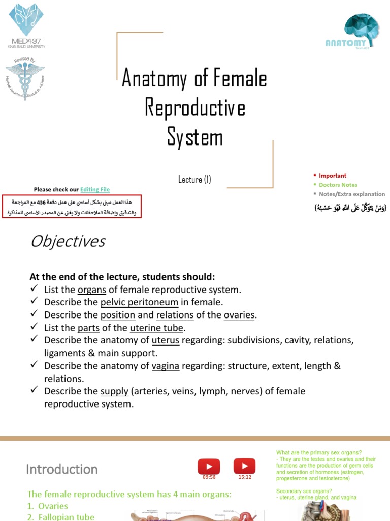 Anatomy of Female Reproductive System | PDF | Uterus | Vagina