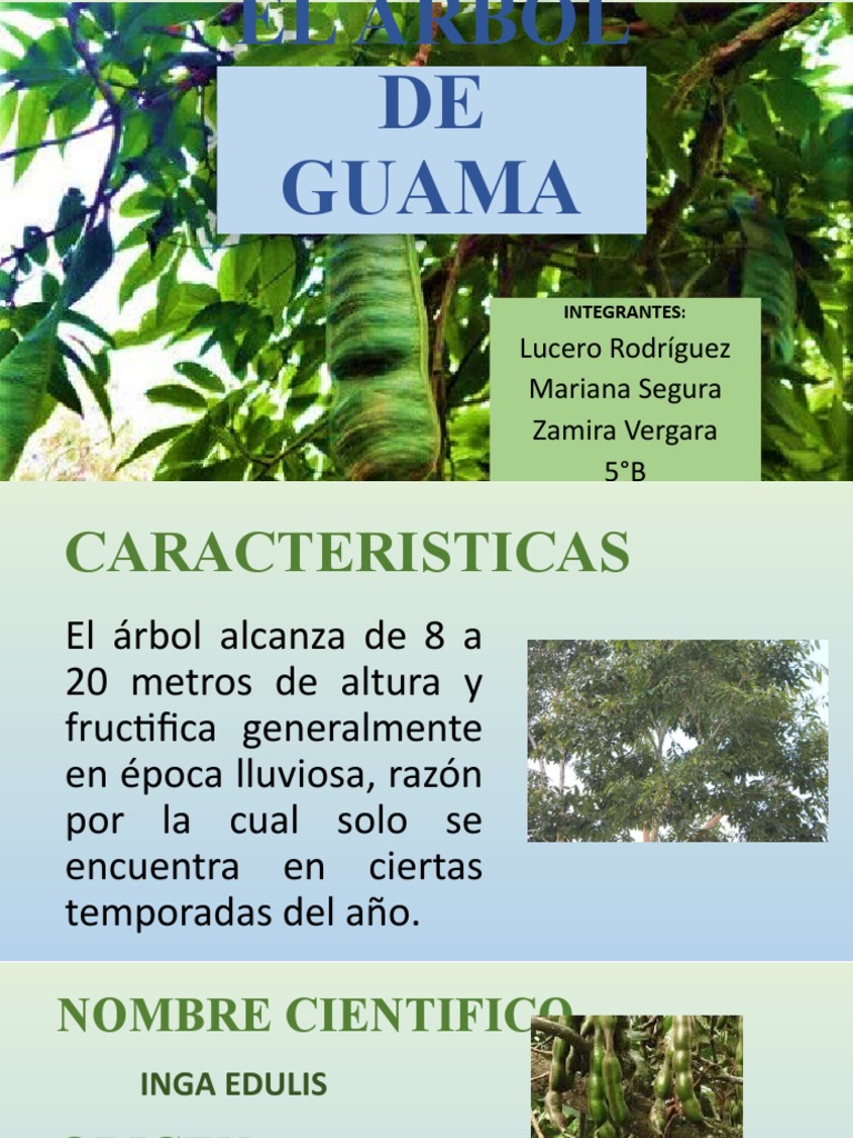Características del Árbol de Guama | PDF