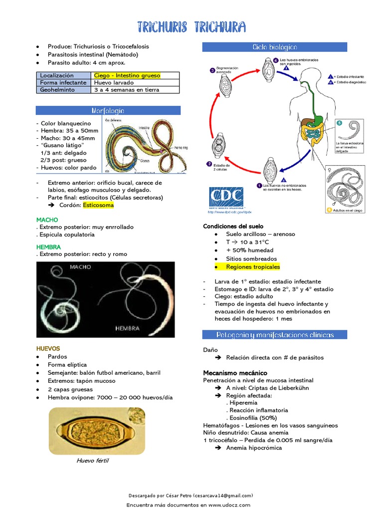 Trichuris Trichiura 300016 Downloable 815198 2 3 PDF | PDF ...
