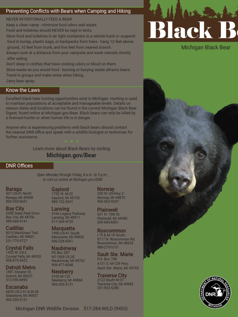 Black Bears Brochure | PDF | Bears | Organisms
