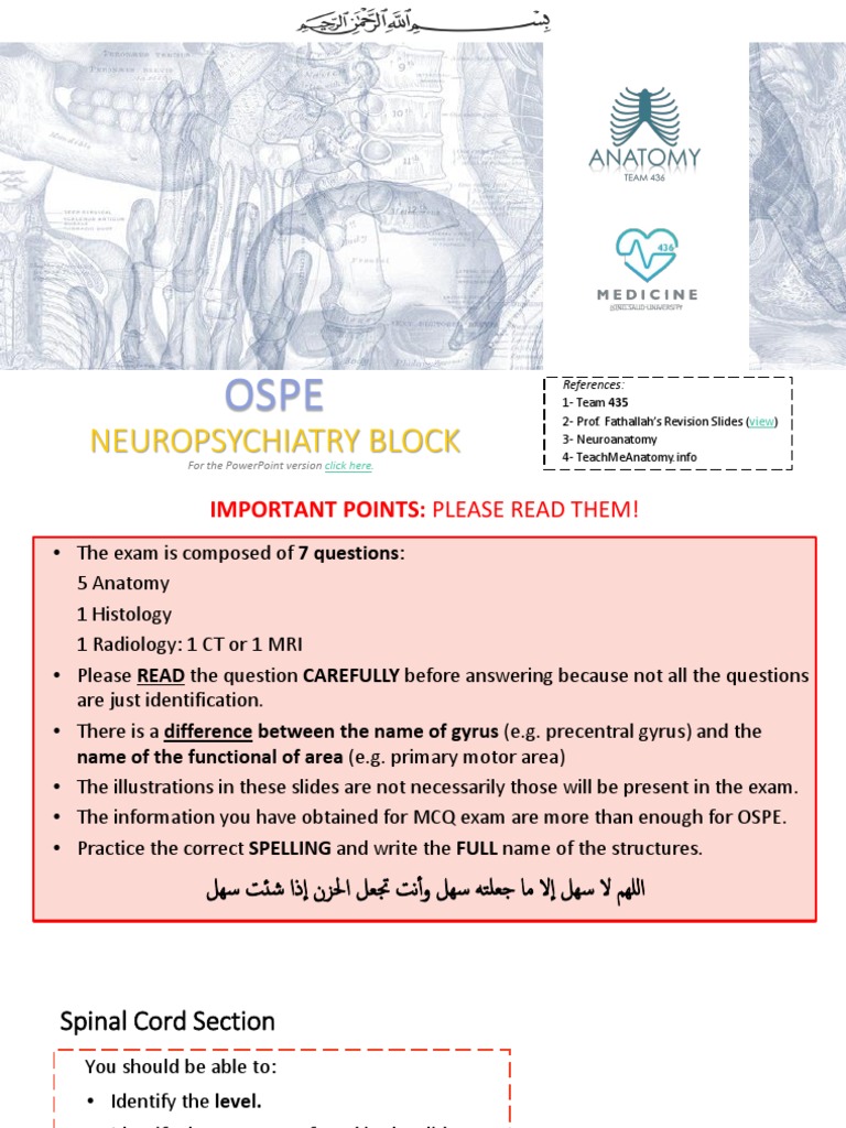 Anatomy Ospe | PDF | Brainstem | Human Leg