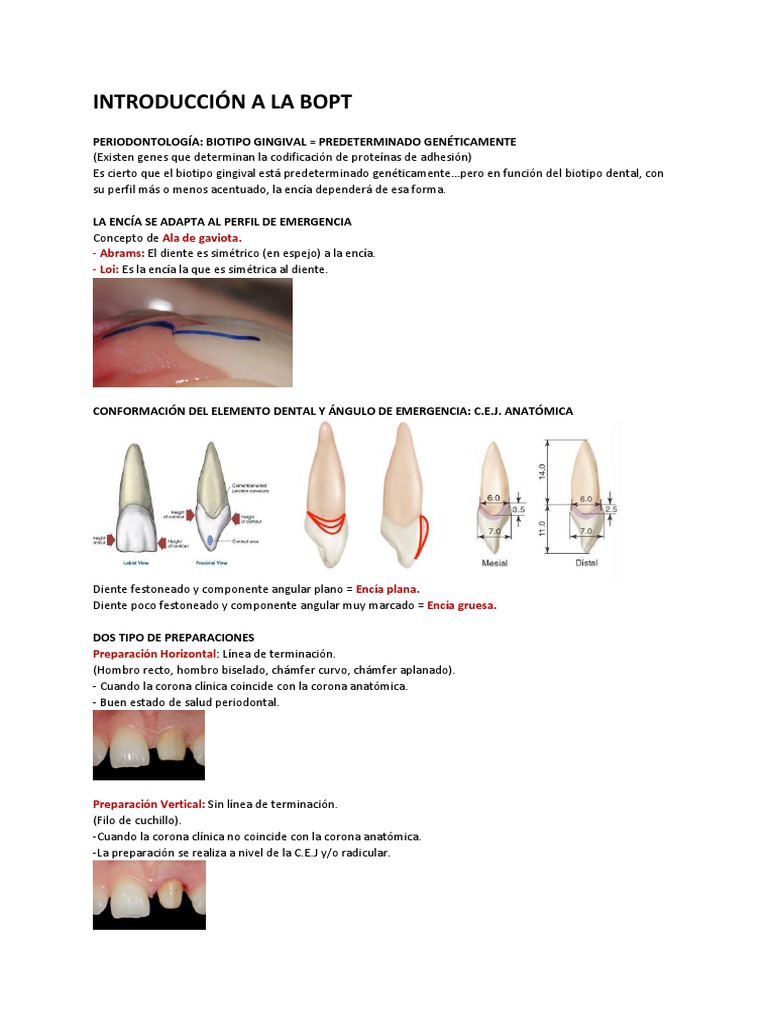 Tallado BOPT | PDF | Diente | Ramas de Odontología