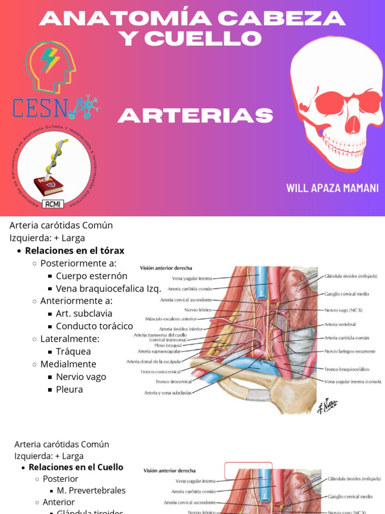 Anatomía Cabeza y Cuello PDF | PDF | Laringe | Cabeza y cuello humanos