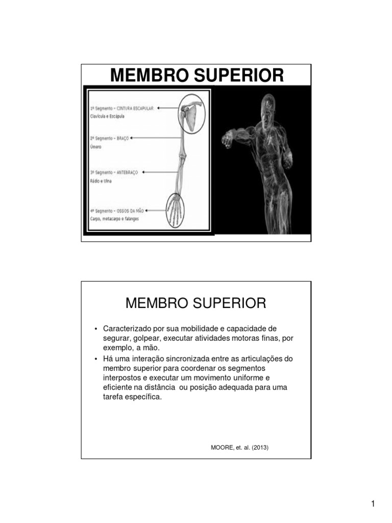 06 MEMBRO SUPERIOR Versao Atualizada | PDF | Cotovelo | Anatomia