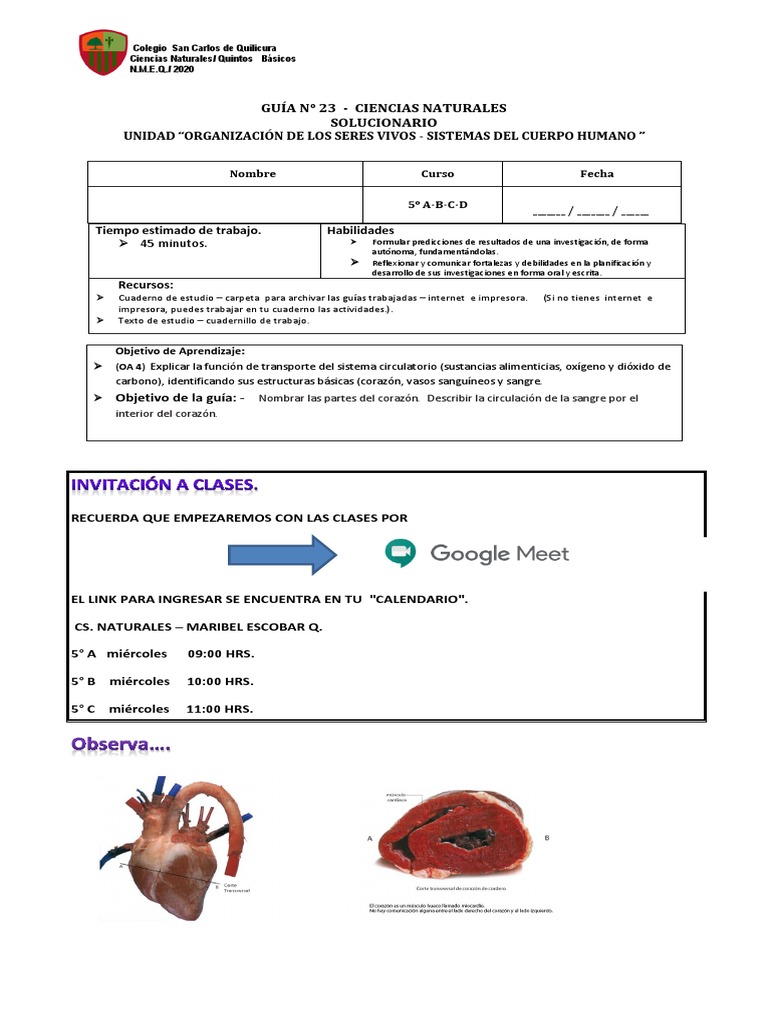 C5 Semana 19 SOLUCIONARIO GUÍA #23 | PDF | Ventrículo (corazón) | Corazón