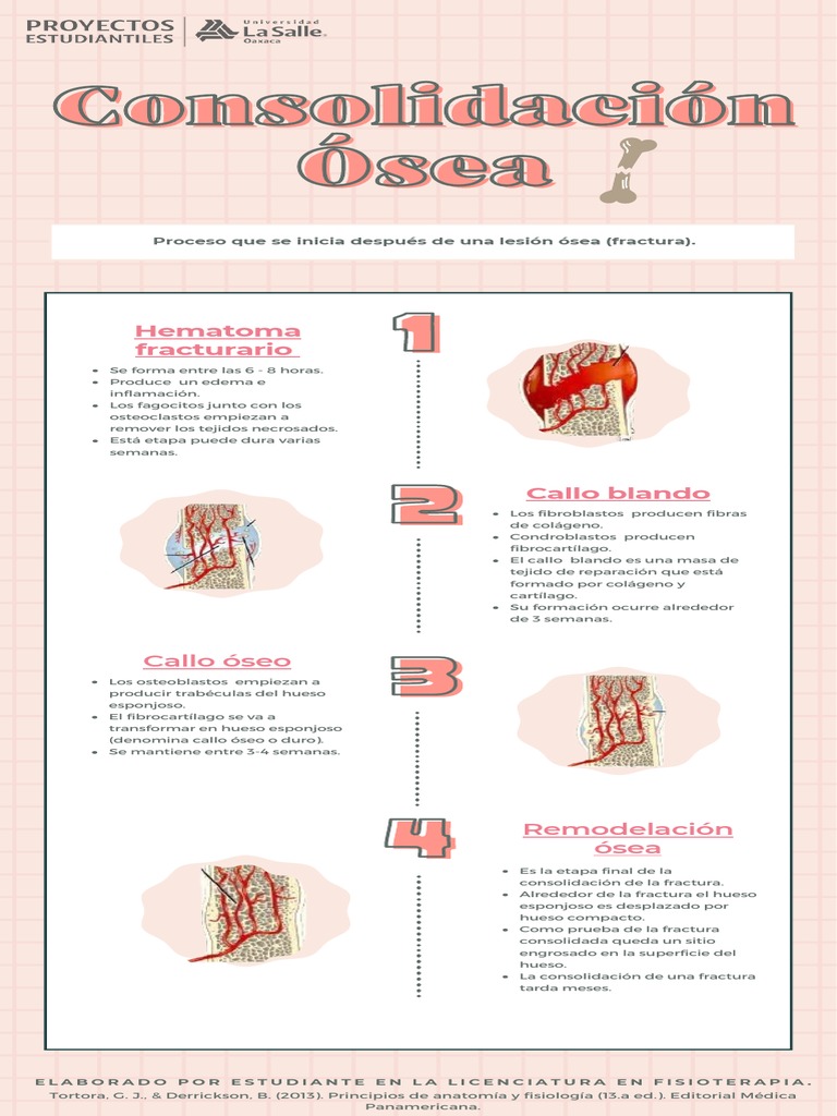 Consolidacion Osea | PDF | Hueso | Histología