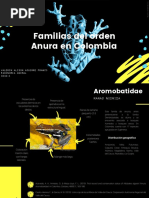 Rana Nodriza Niputidea (Allobates Niputidea) NaturaLista Colombia | PDF