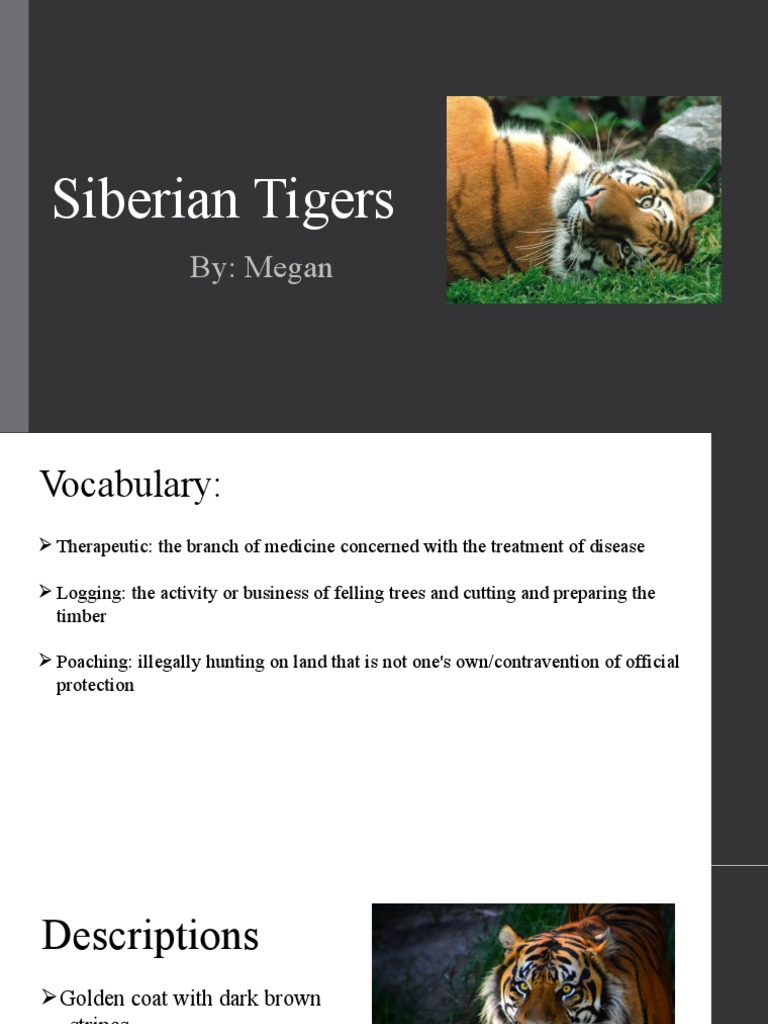 Common Read Presentation Tiger | PDF | Tiger | Organisms