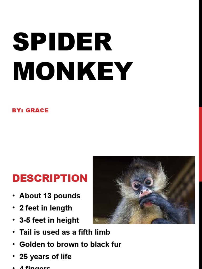 CR Presentation Spider Monkeys | PDF