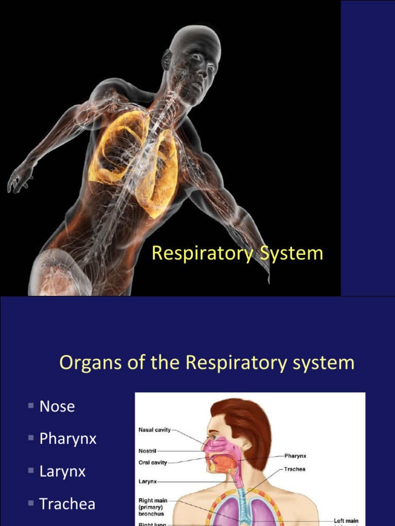 Overview of the Respiratory System | PDF