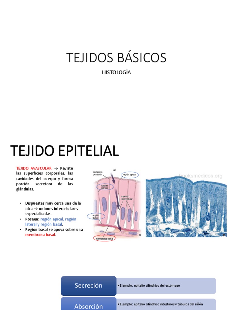Tejidos | PDF | Epitelio | Biología