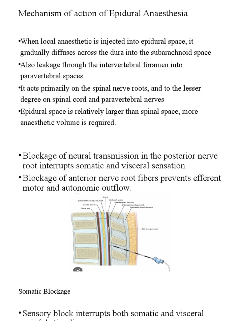 Epidural Anaesthesia | PDF | Anesthesia | Autonomic Nervous System
