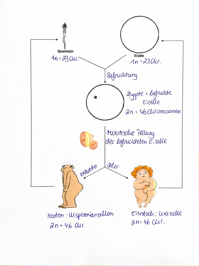 Biologie Heft PDF | PDF