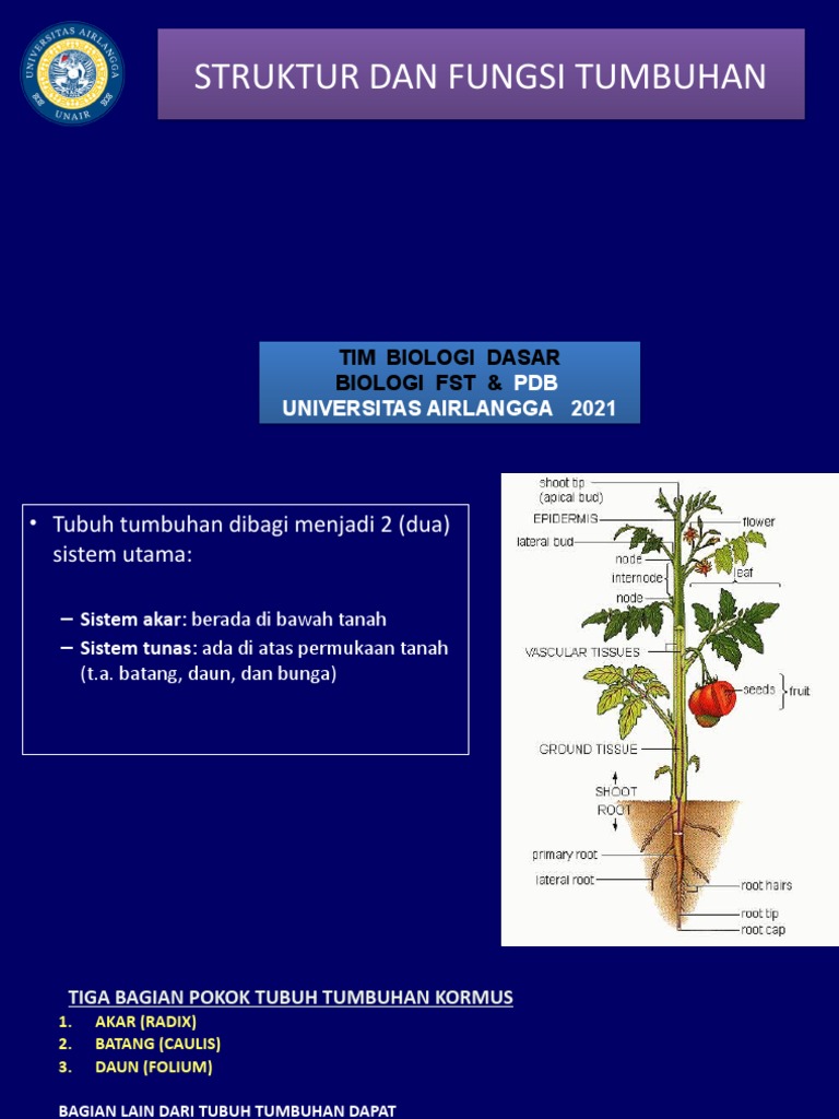 PDB Biodas Struktur Dan Fungsi Tumbuhan | PDF