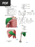 Músculo Abdutor Longo Do Polegar - Origem, Inserção - Kenhub | PDF ...