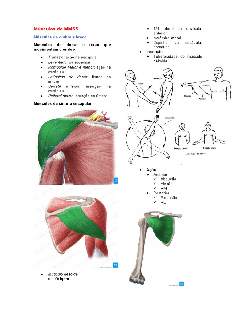 Músculos Do MMSS | PDF