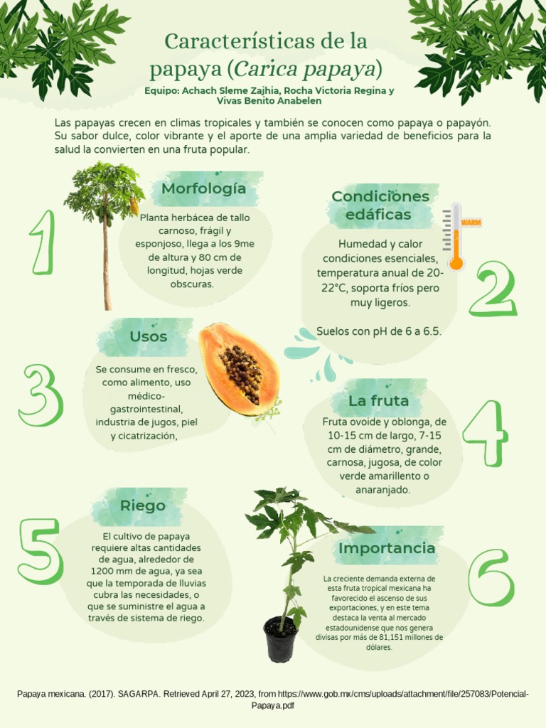 Papaya infografía | PDF | Agricultura | Plantas