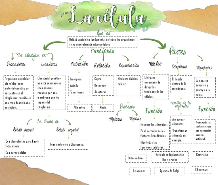Esquema Sobre La Celula | PDF | Citoplasma | Biología Celular)